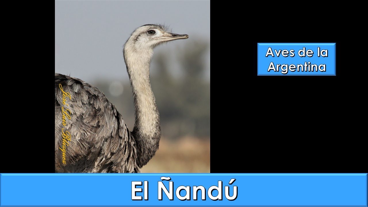 EL ÑANDÚ, EL AVE MÁS GRANDE DE AMÉRICA. Ñandú, Greater rhea, (Rhea ...