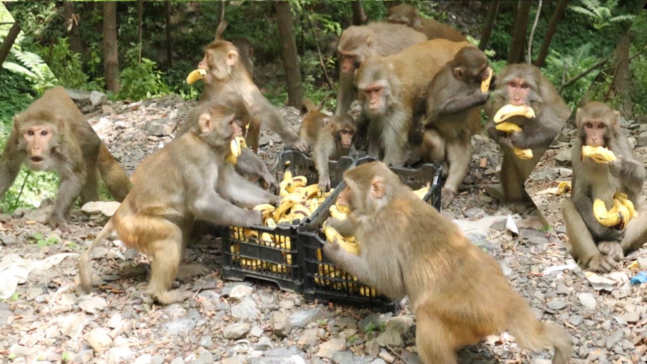 Feeding Banana To Monkeys - Group of Wild Monkey Crazy for Banana - YouTube