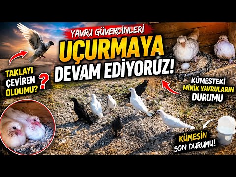 YAVRU GÜVERCİNLERİ UCURMAYA DEVAM TAKLAYI CEVİREN OLDUMU? / SON DURUM #güvercin #güvercinvideoları