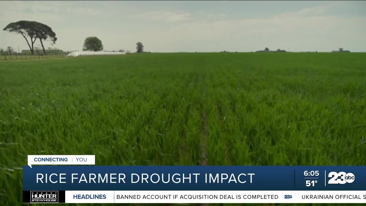 California rice production to drop due to drought - YouTube