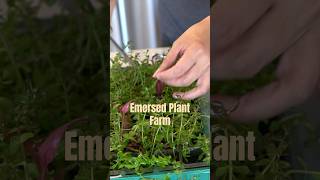 Do you have a small plant farm at home?