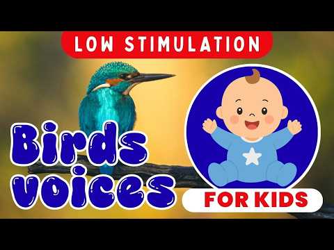 Birds for Toddlers 🐦 | Real Birds & Bird Sounds | LOW STIMULATION Nature Video for Kids