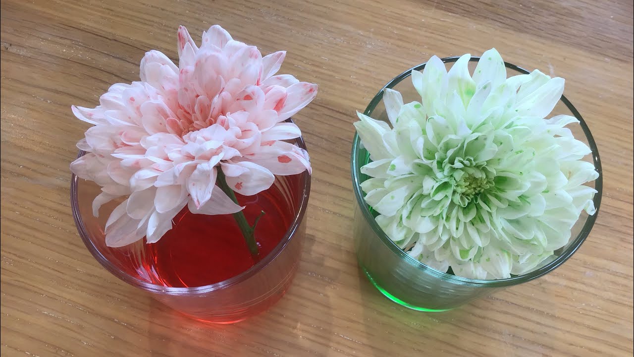 W/c 29/6 afternoon - flower capillary action experiment - YouTube