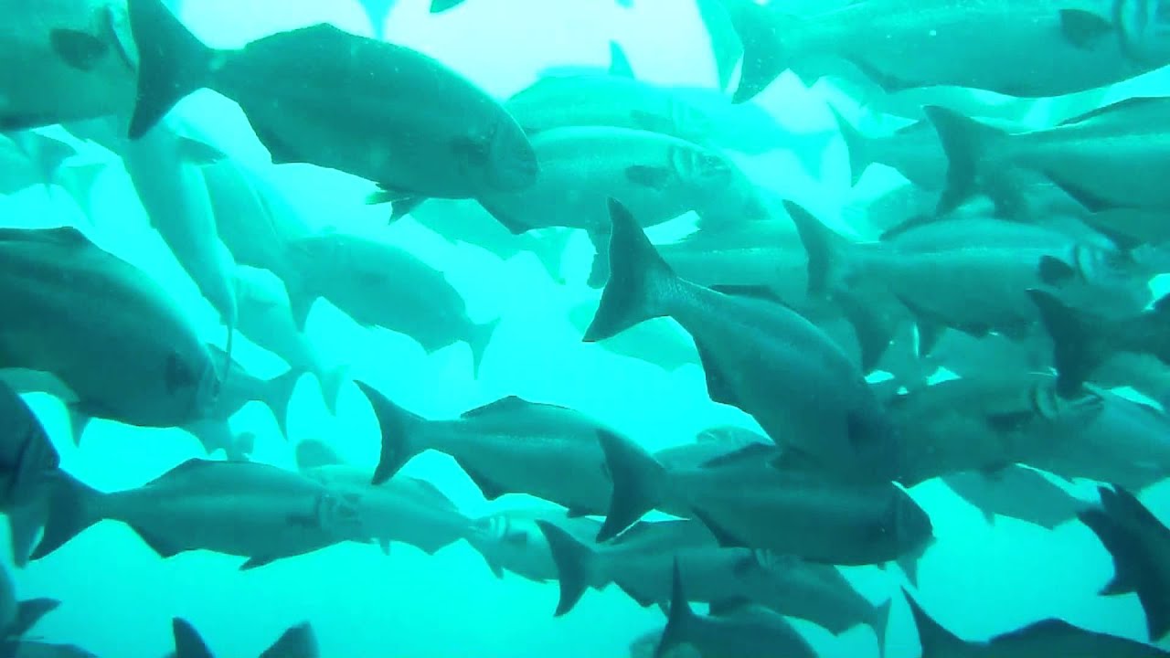 Diving Rottnest Island June 3rd 2012 Buff Bream - YouTube