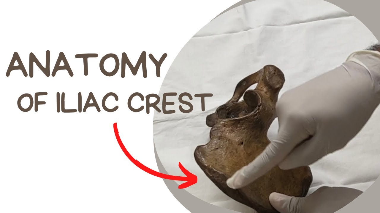 Anatomy of ILIAC CREST - YouTube