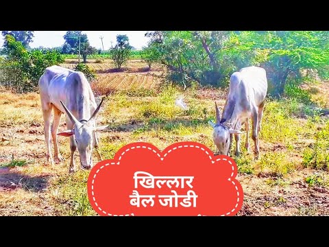 खिल्लार बैल .खिल्लार बैल जोडी khillar bail video, khillar bull. Bail ...