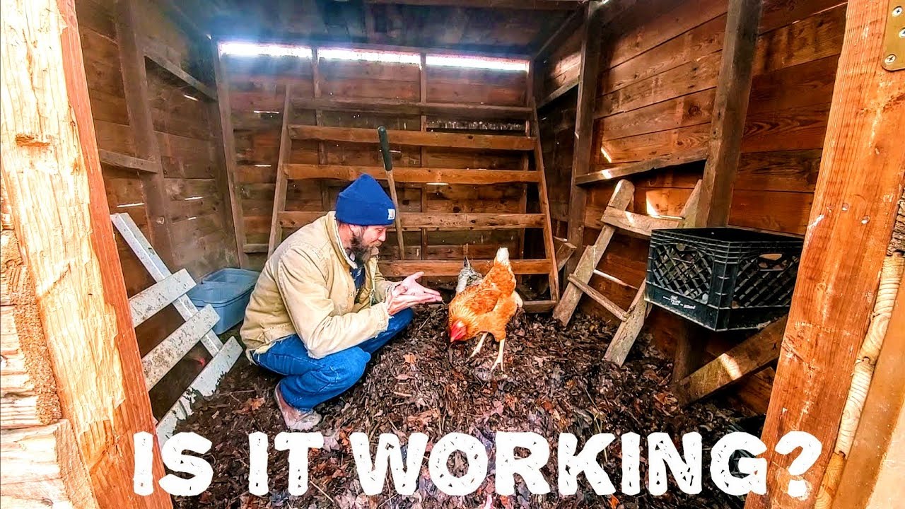 Chicken Composting System (Week 6) - YouTube