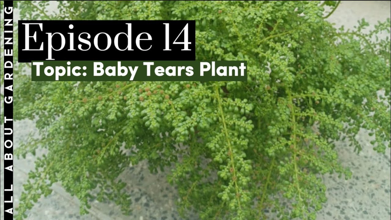 All about Baby Tears Plant | Gardening Hub. - YouTube