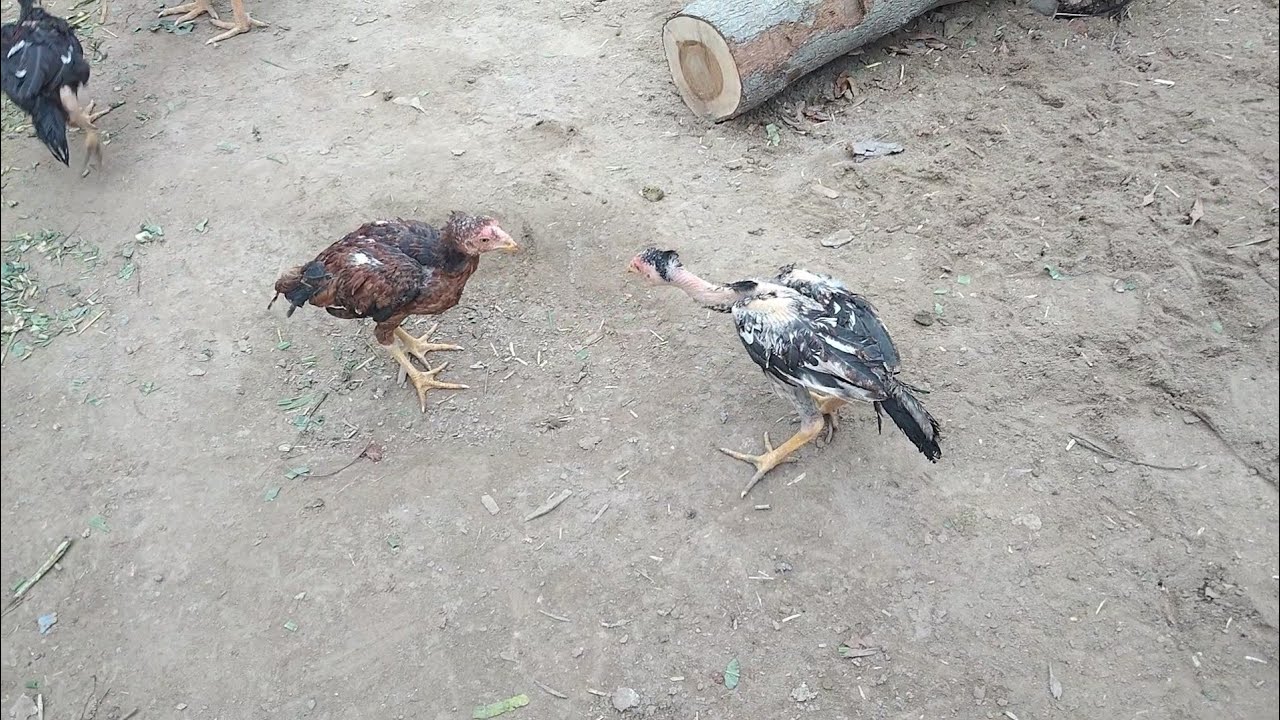 Pakistani^Assel BReeD Most Famous Breed (Assel Chicks^ )Assel MuRGa Or Assel murge/ Beautiful ...