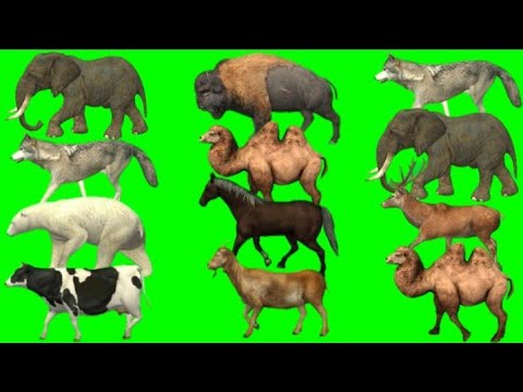 Animals stampede | Animal stampede video | Animal's stampede green ...