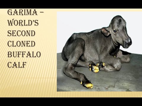 GARIMA - WORLD'S SECOND CLONED BUFFALO CALF - YouTube