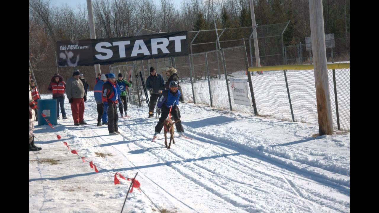 Cannington Dogsled Racing and Winter Carnival - THE DOGS! - YouTube