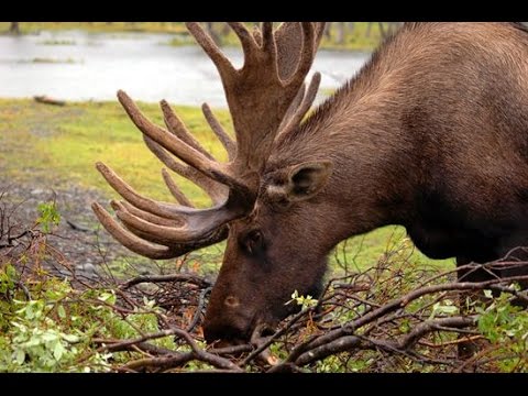 The hunter-l'Elan - YouTube