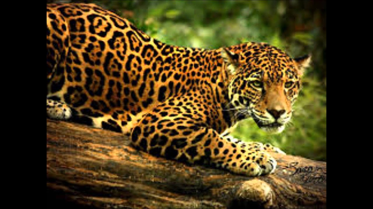 Rainforest Soundscape - YouTube