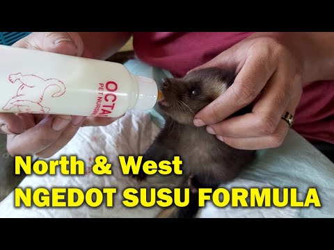 Pertama Kalinya Baby Angel (North & West) Minum Susu Formula