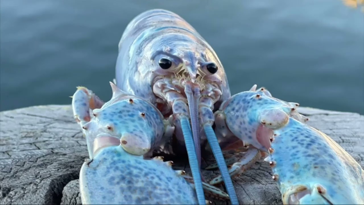 1 hour of silence randomly interrupted by a blue lobster - YouTube