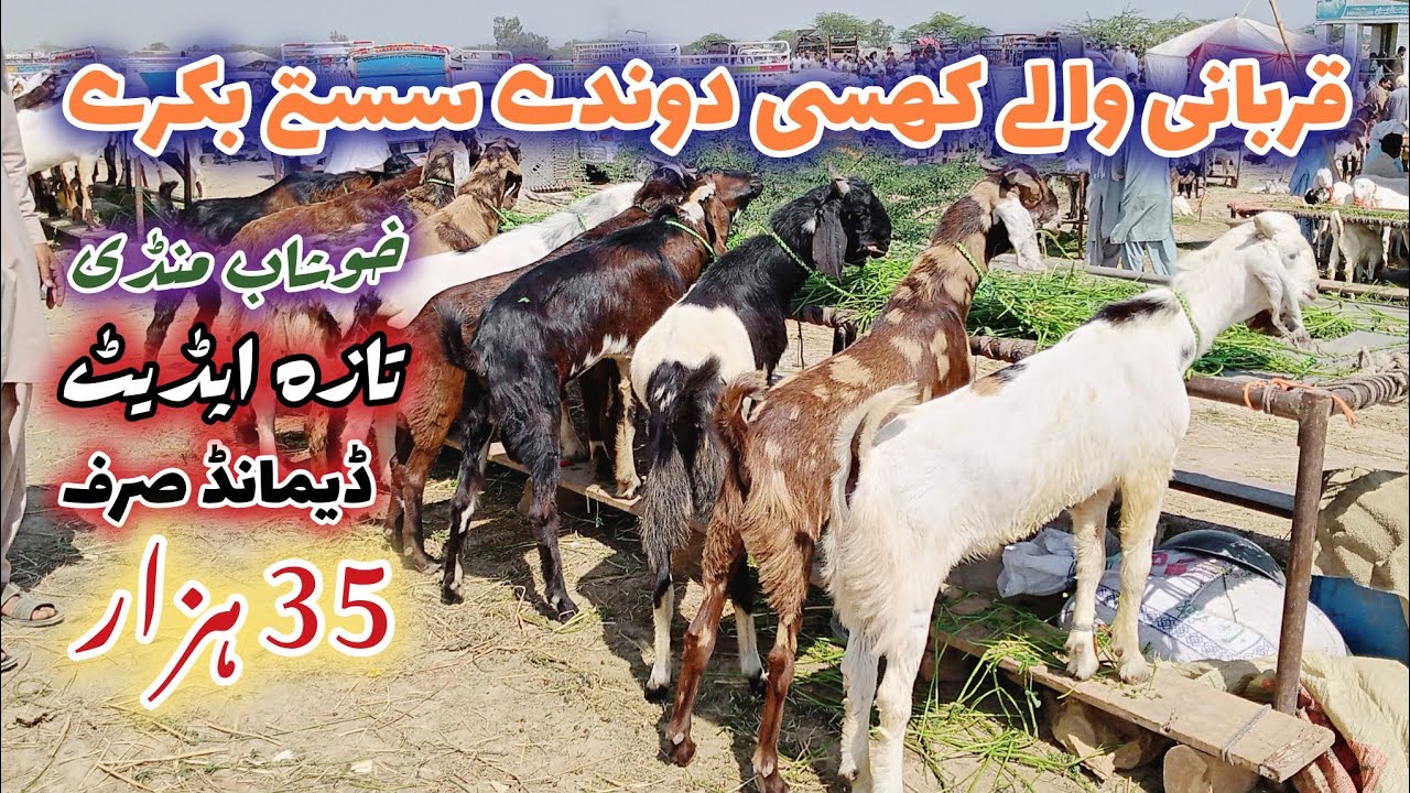Khassi Donde bakre khushab mandi || Desi Cross rajanpuri beetal shera ...
