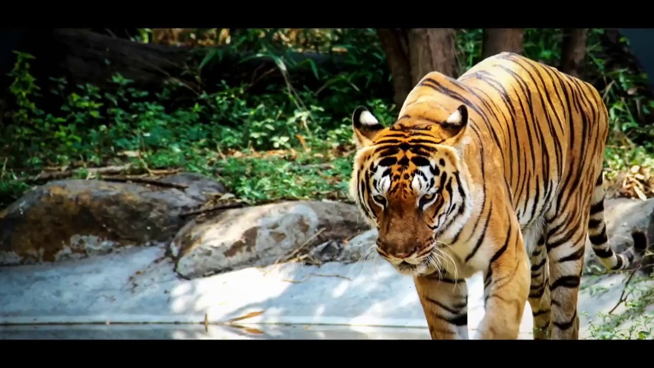 SS PhotoWorld Bigri Bilimora - YouTube