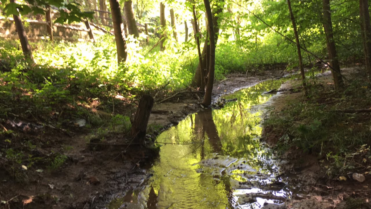 Exploring The Creek - YouTube