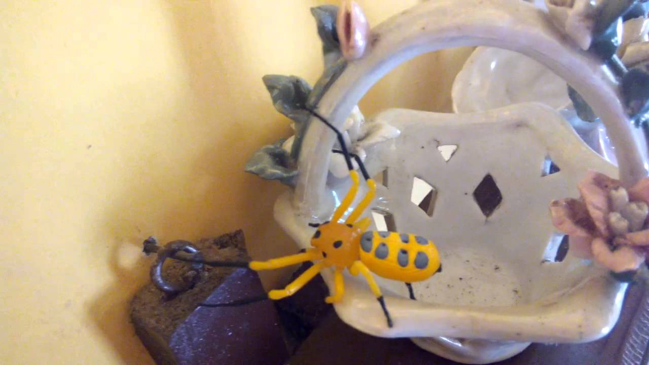 amazing yellow spider like a toy - YouTube