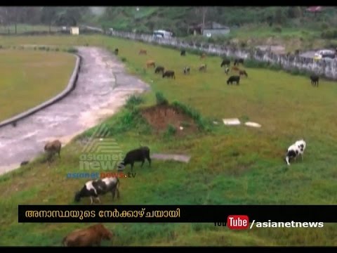 Cow Grazing in Munnar High Altitude Training Centre and stadium - YouTube