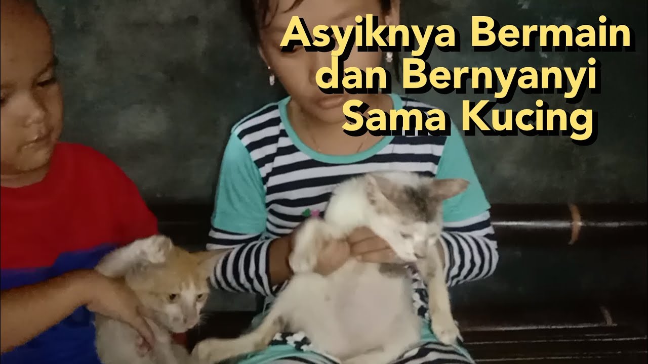 Duo Kucing Lucu #kucinglucu #viral - YouTube