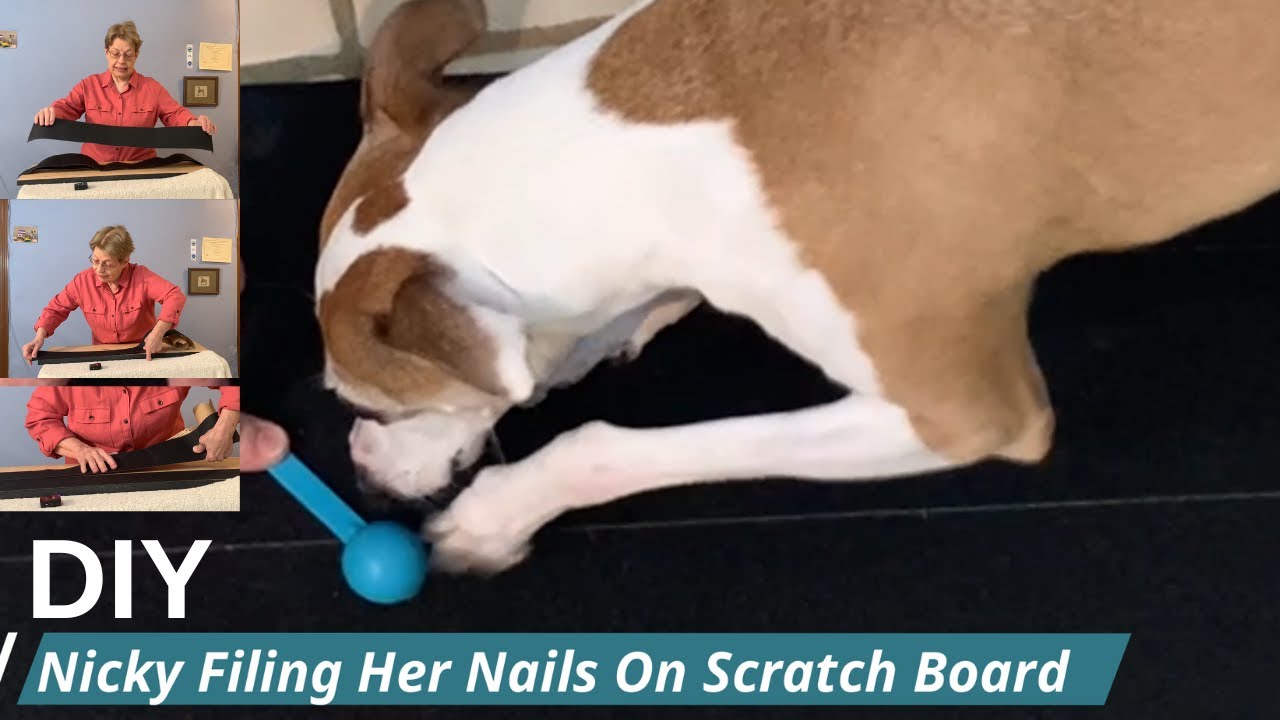 How to Make a DIY Dog Scratchboard and Watch My Pup File Her Own Nails ...