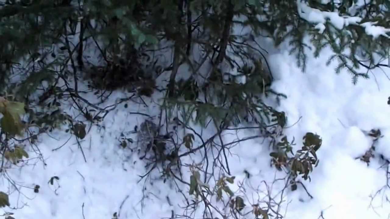 rabbit snaring - YouTube