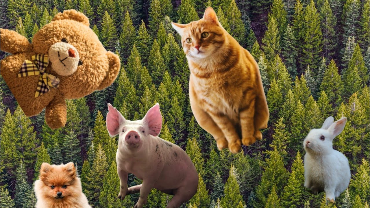 Excited animal activities: dog, cat, pig, rabbit, bear - Animal Sounds ...