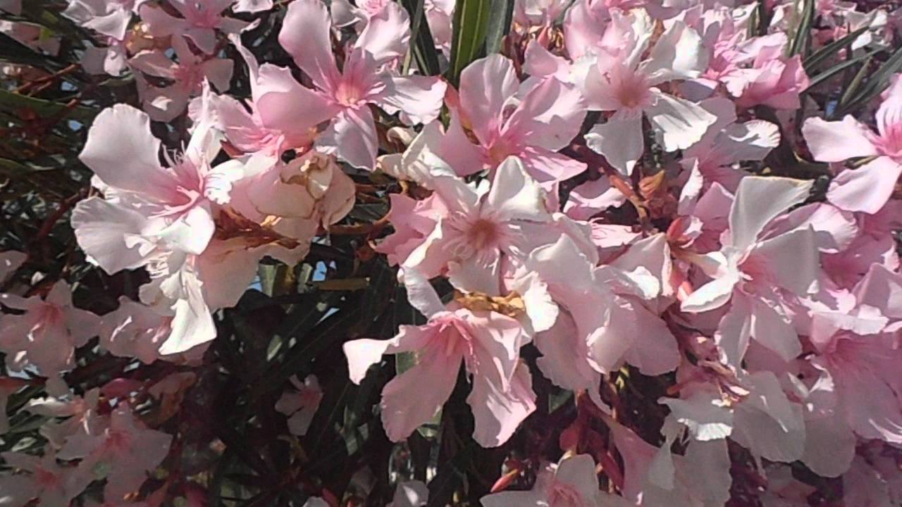 ADELFA ROSA: Nerium oleander (www.riomoros.com) - YouTube