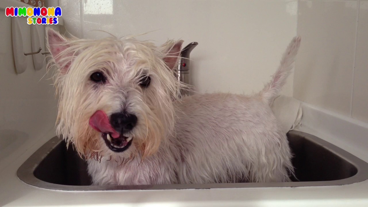 Bañando a Linda🐶 Perro Westy - Videos para niños - Mimonona Stories ...