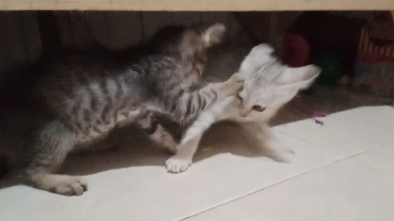 Funny kittens playing with each other|| kittens playing so cheerfully ...