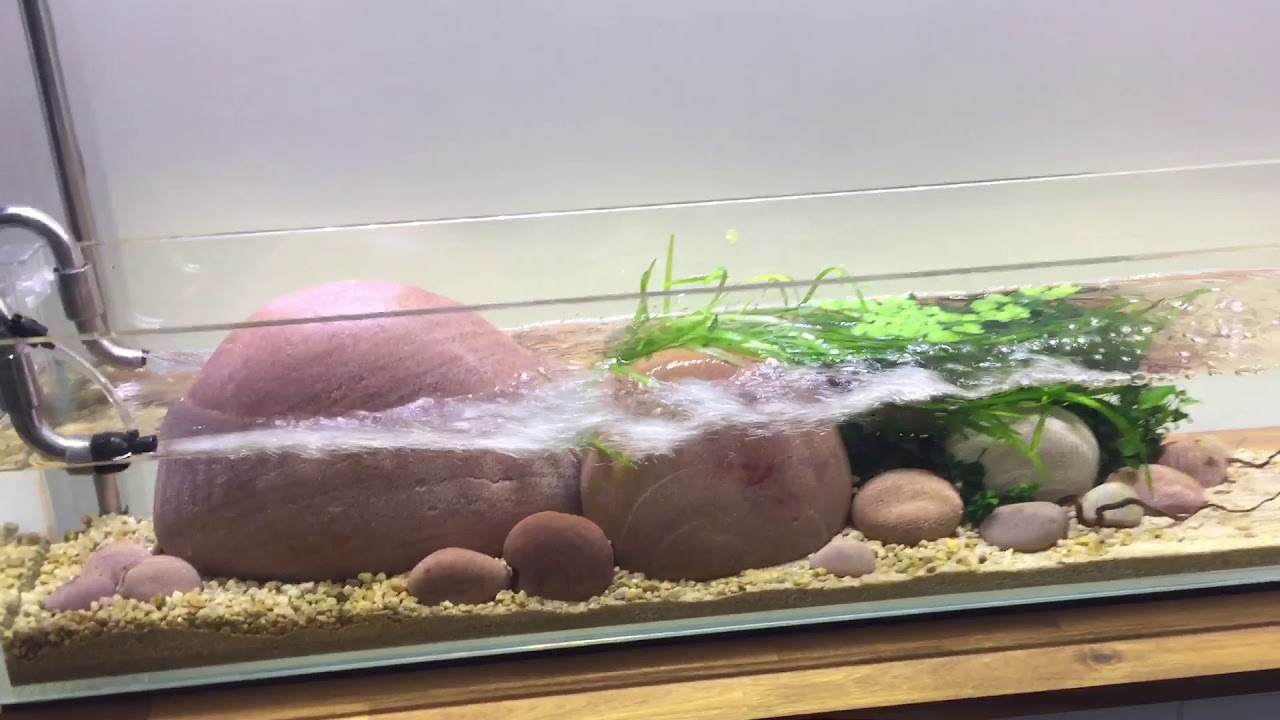 5ft Bookshelf Hillstream tank - Week 4 - YouTube