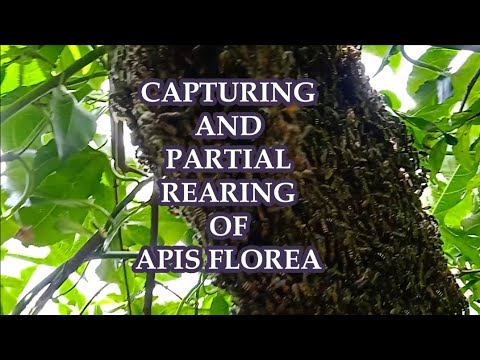 How to capture Apis Florea also know as the dwarf honey bee 🐝. - YouTube