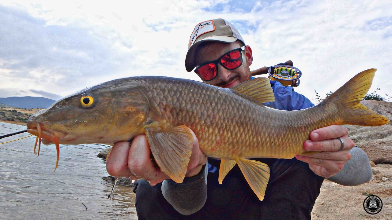 Fly fishing BARBOS A MOSCA - YouTube