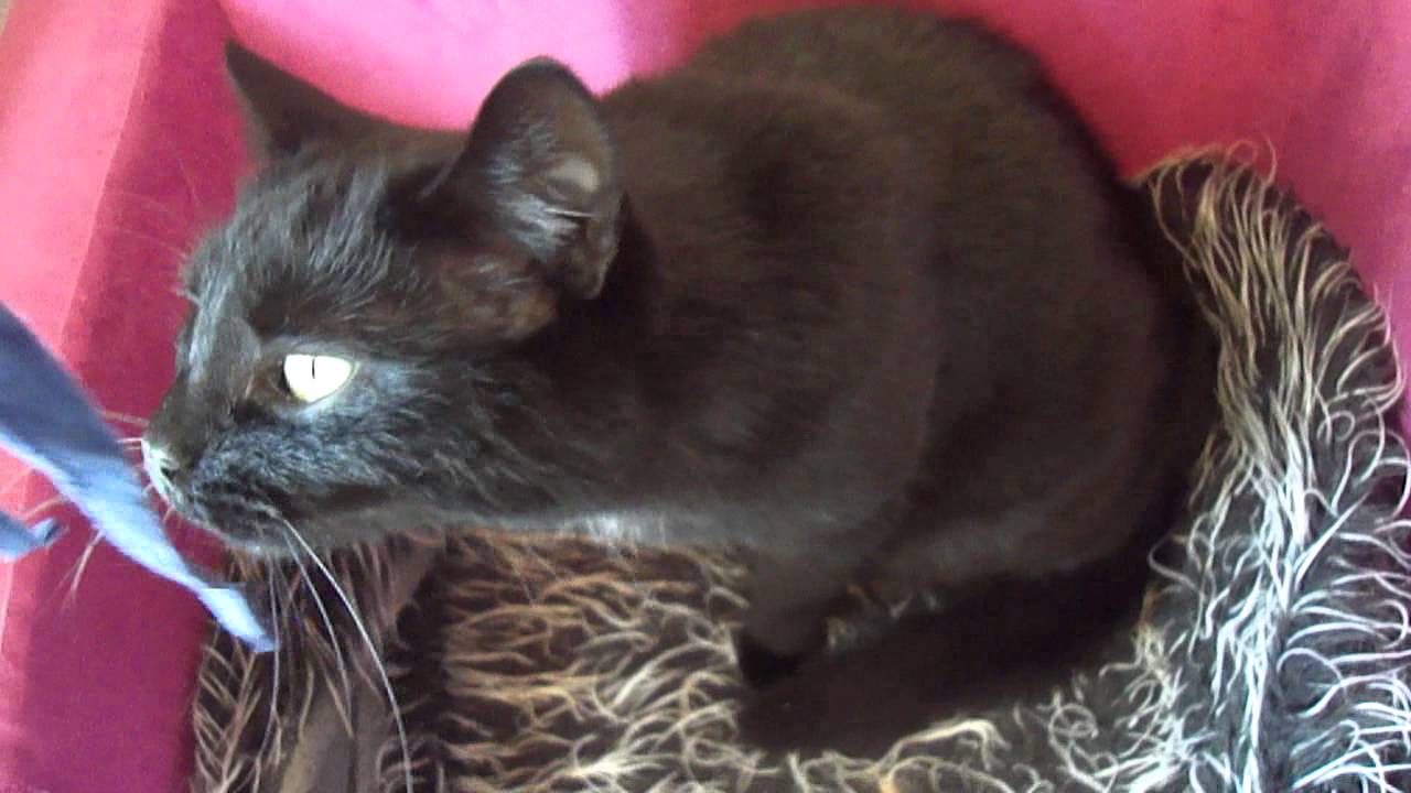 angry cat is purring - YouTube
