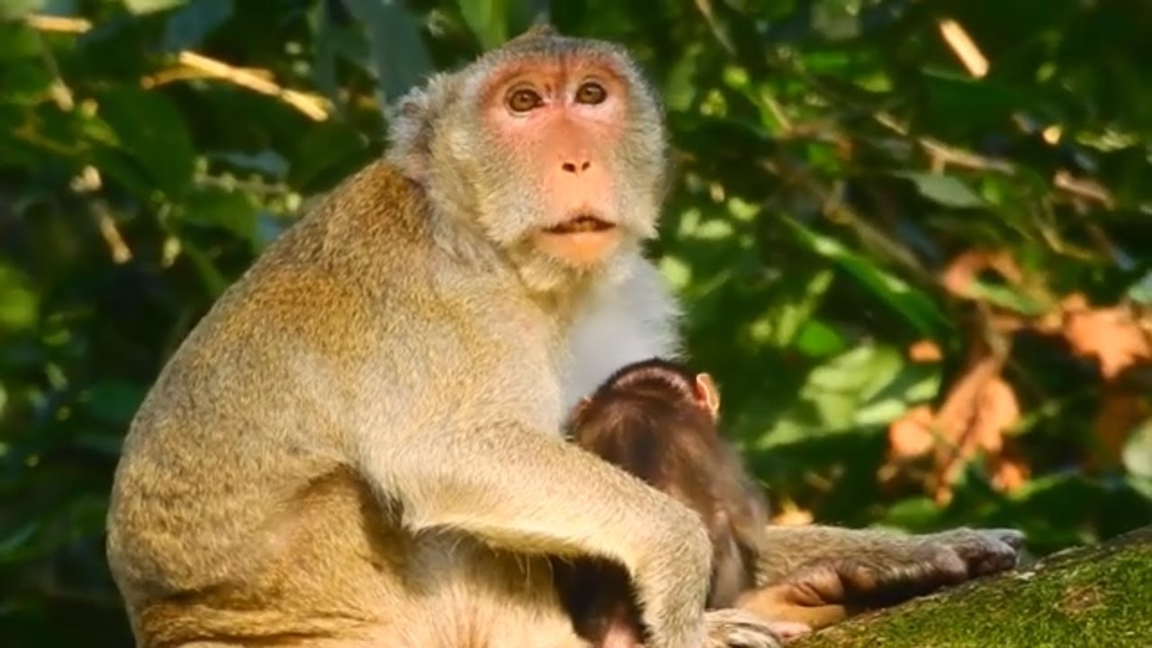 So pity Jane get lost Janet, Jane cry call Janet back, Monkey Jane ...