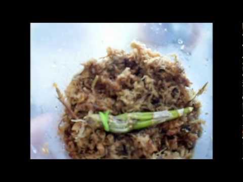 Orchids Update April 1st 2012 (Get new Orchid plants from cuttings ...