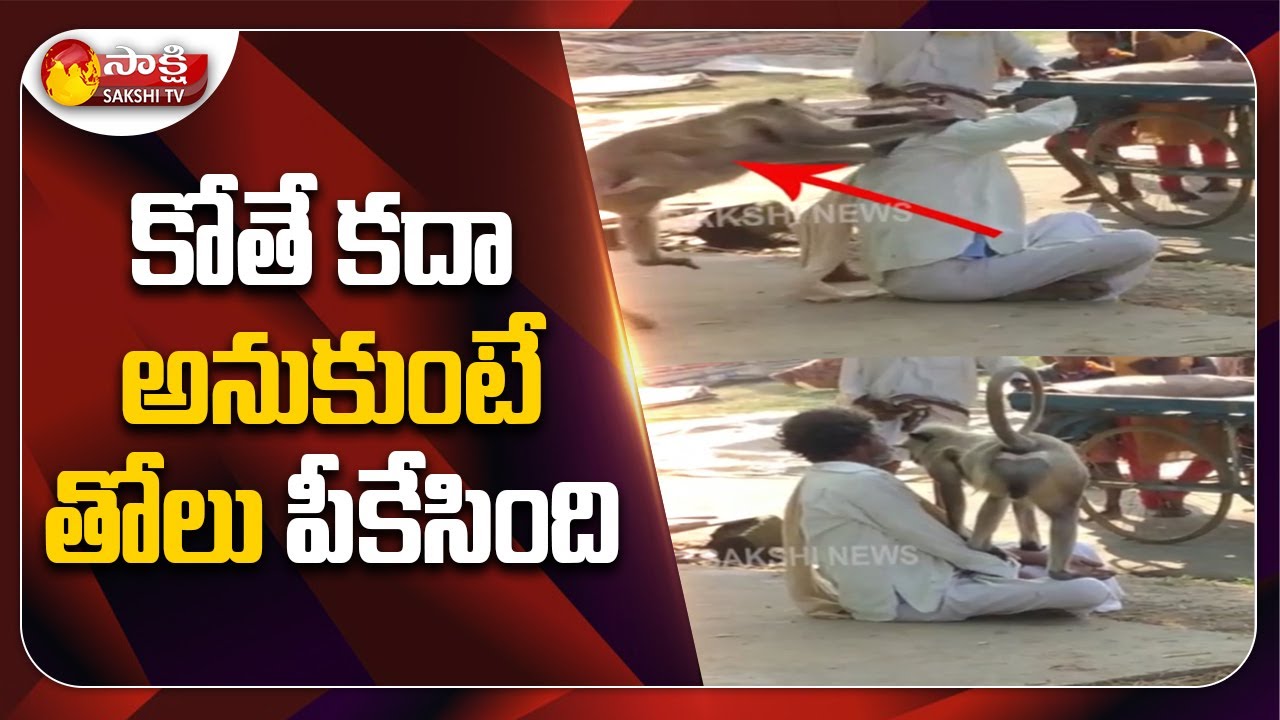 Monkey Attack On Elder Man In Piduguralla,Guntur District | Telugu ...