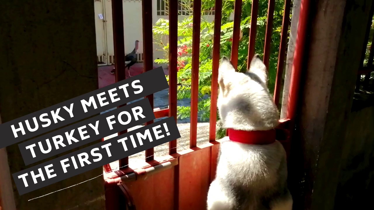 Husky meets Turkey for the first time - YouTube