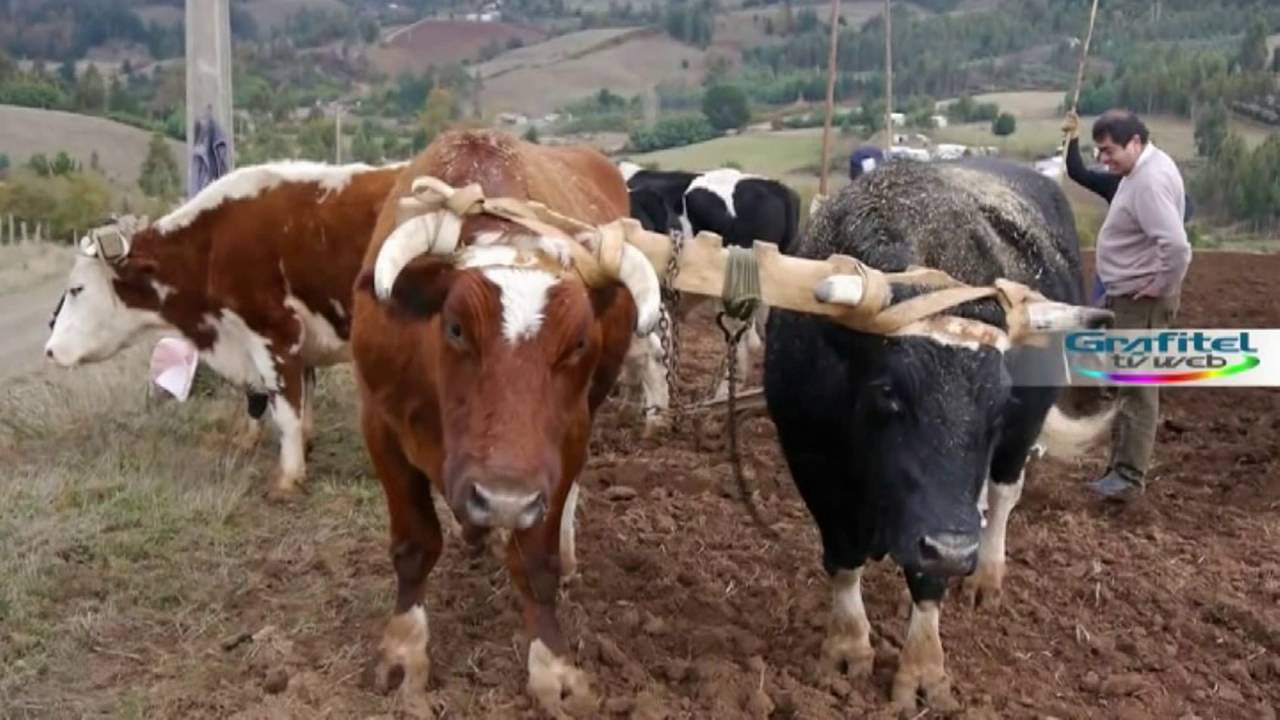 Garrocha: El huso de la garrocha para los campesinos. - YouTube