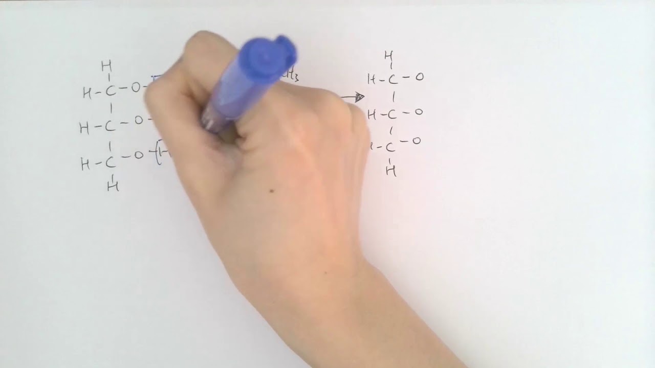 Biology Pictionary - Challenge 11 - YouTube