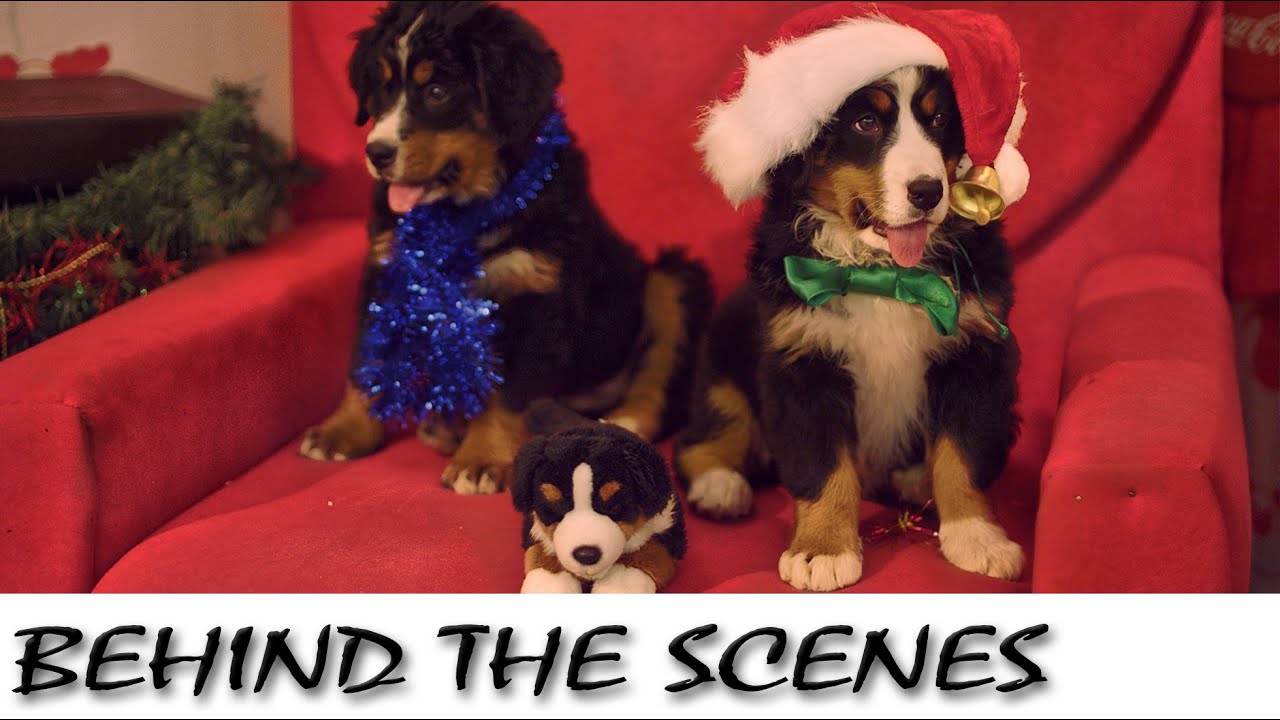 Puppies - Best Christmas Night (Behind the scenes) - YouTube