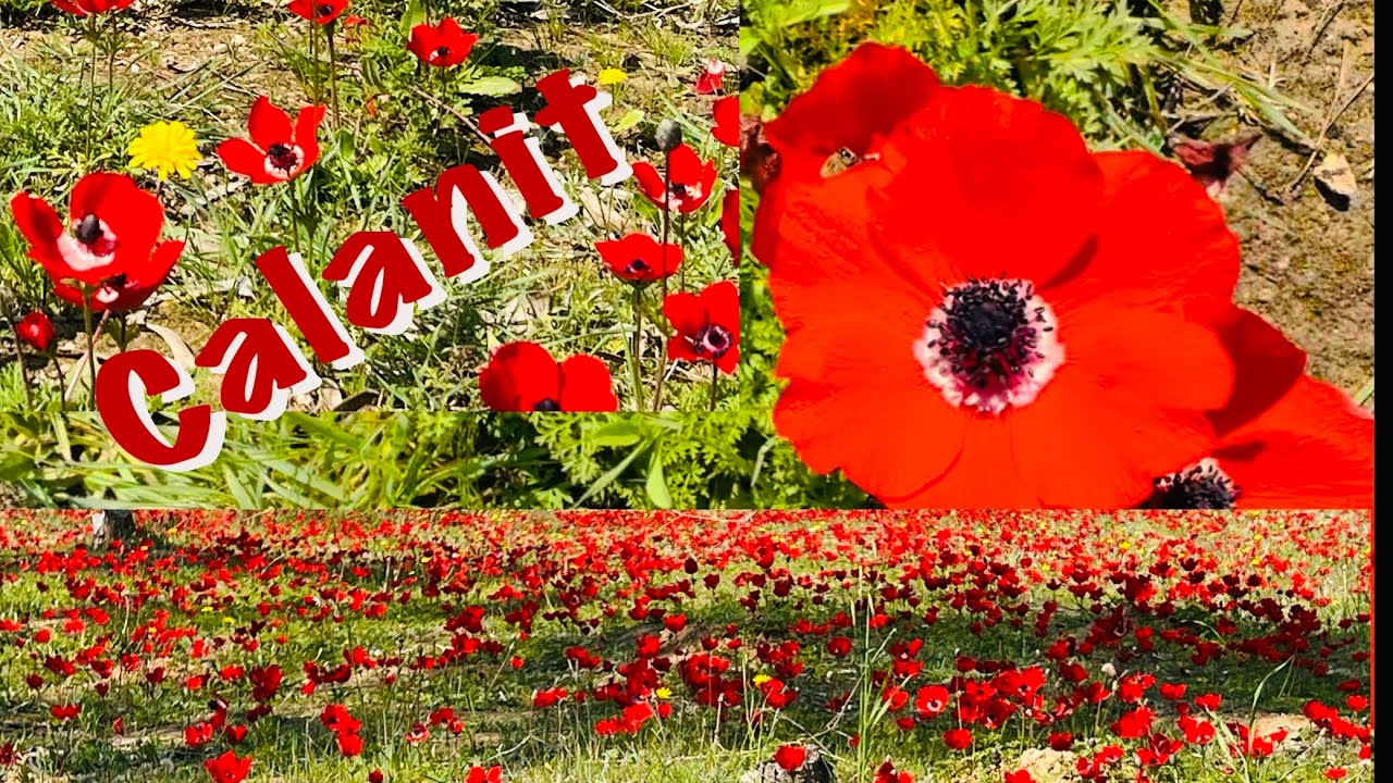 CALANIT, A FLOR NACIONAL DE ISRAEL, A NOIVINHA ANUNCIANDO A PRIMAVERA ...