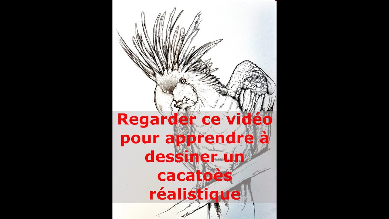 Comment dessiner un perroquet réaliste cacatoès noir - Regarder ce ...