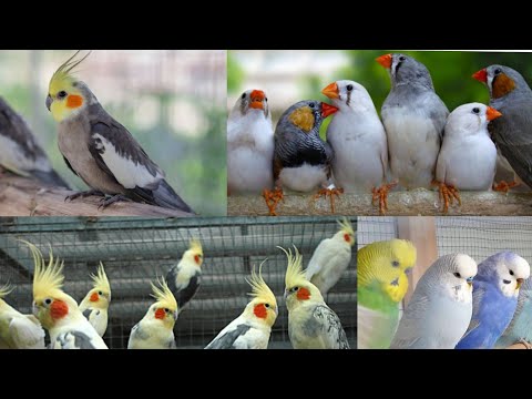 Rengli popuqaylar Quşlar Yeni video_( mutleq_izleyin )__ #sabuncuqusbazari @ismayilazerioglu1148