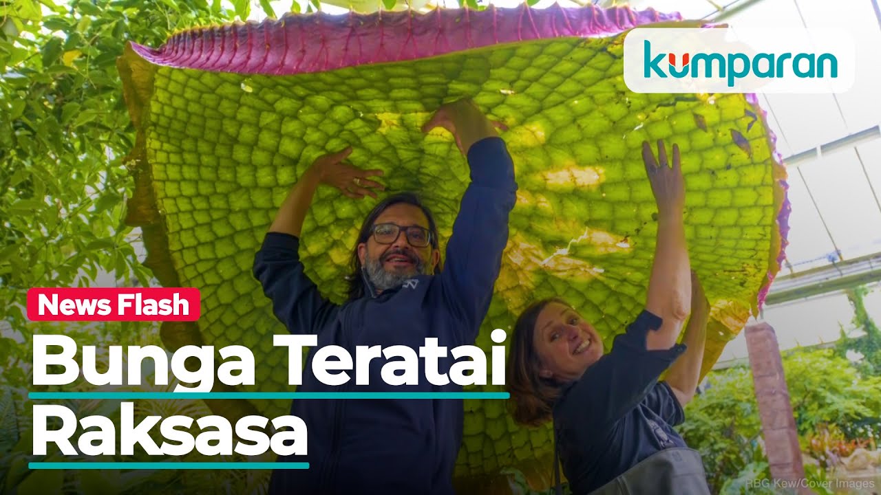 Bunga Teratai Raksasa Terbesar di Dunia Ditemukan, Lebar Daunnya 3 ...