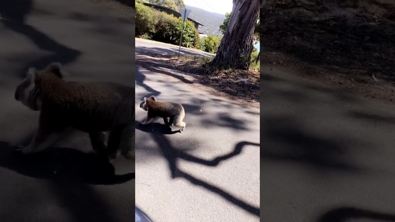 Koala Spotted Running in the Street! - YouTube