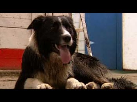 New Show: Dogs With Jobs - YouTube