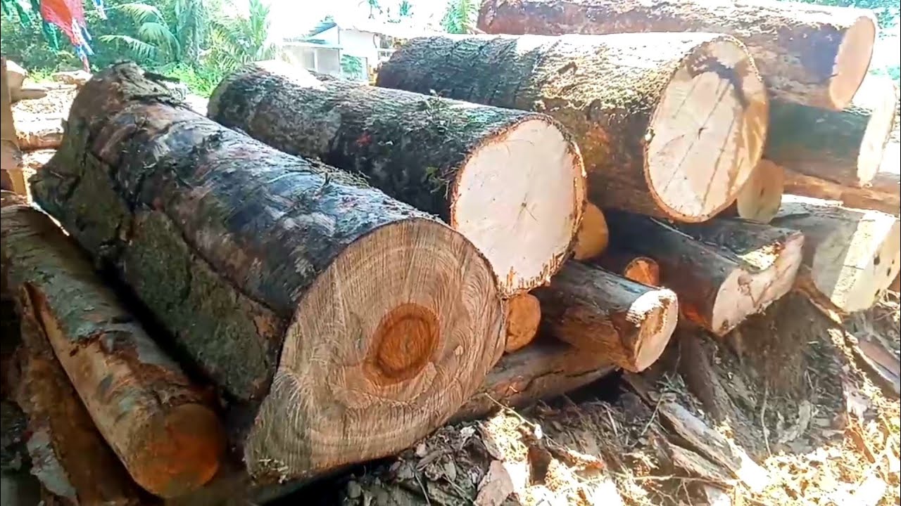 Besar-besar..!! kayu macang dan pauh lingkaran 20 inci - YouTube